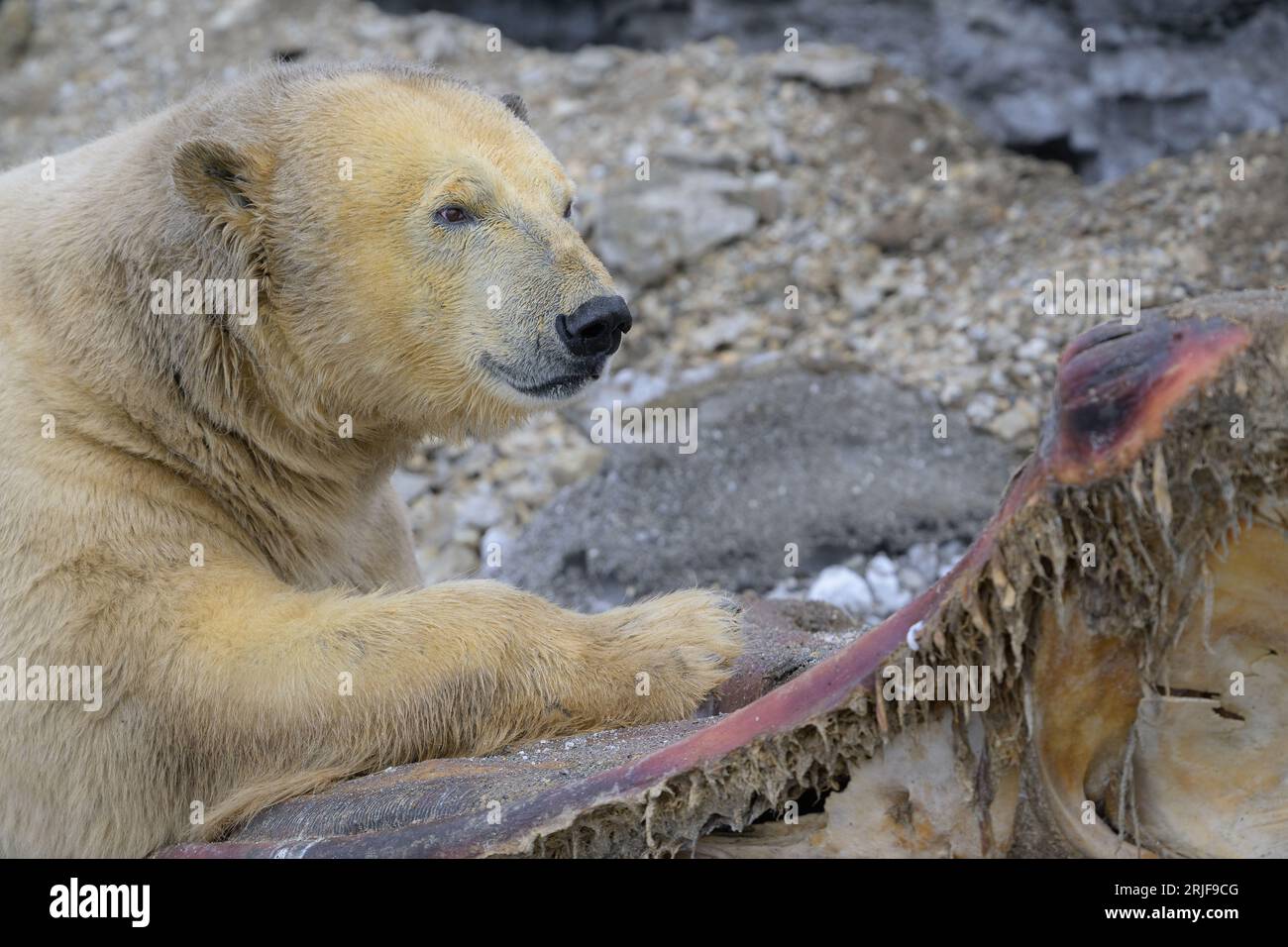 Large male polar bear (Ursus maritimus), feeding on whale carcass Stock ...