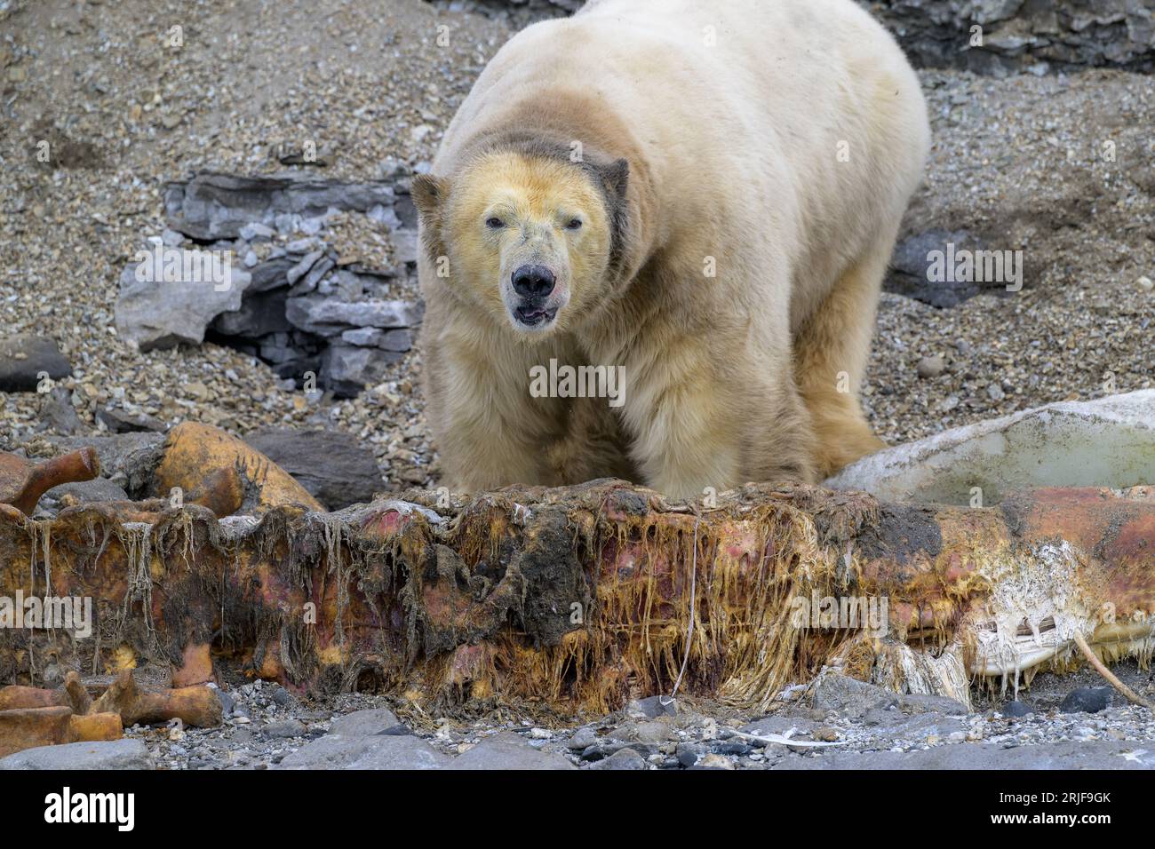 Large male polar bear (Ursus maritimus), feeding on whale carcass Stock ...