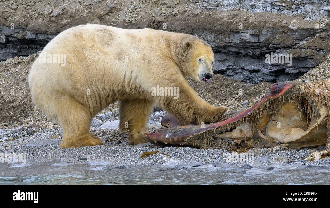 Large male polar bear (Ursus maritimus), feeding on whale carcass Stock ...