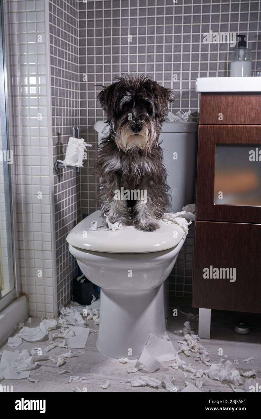 Adorable Miniature Schnauzer looking at camera while sitting on toilet ...