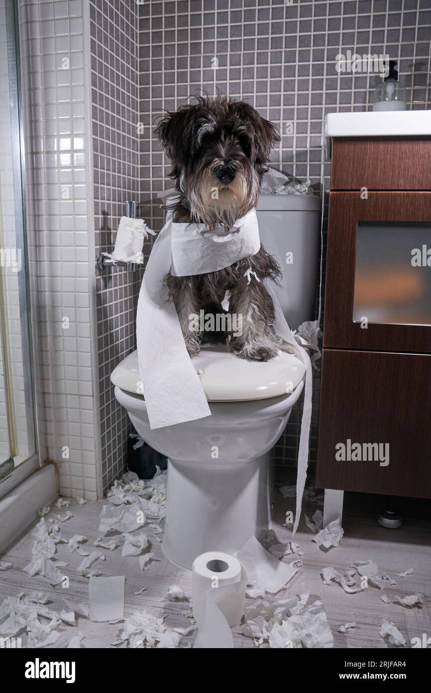 Fluffy small dog sitting on toilet and looking at camera with toilet ...