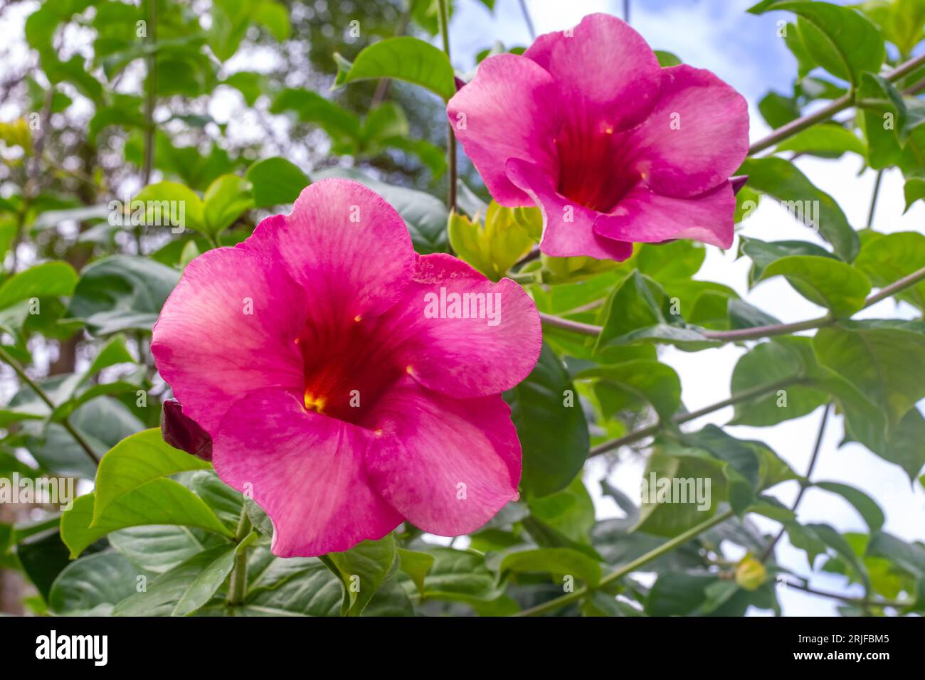 pink large allamanda flowers on a bush blossomed in a tropical garden ...