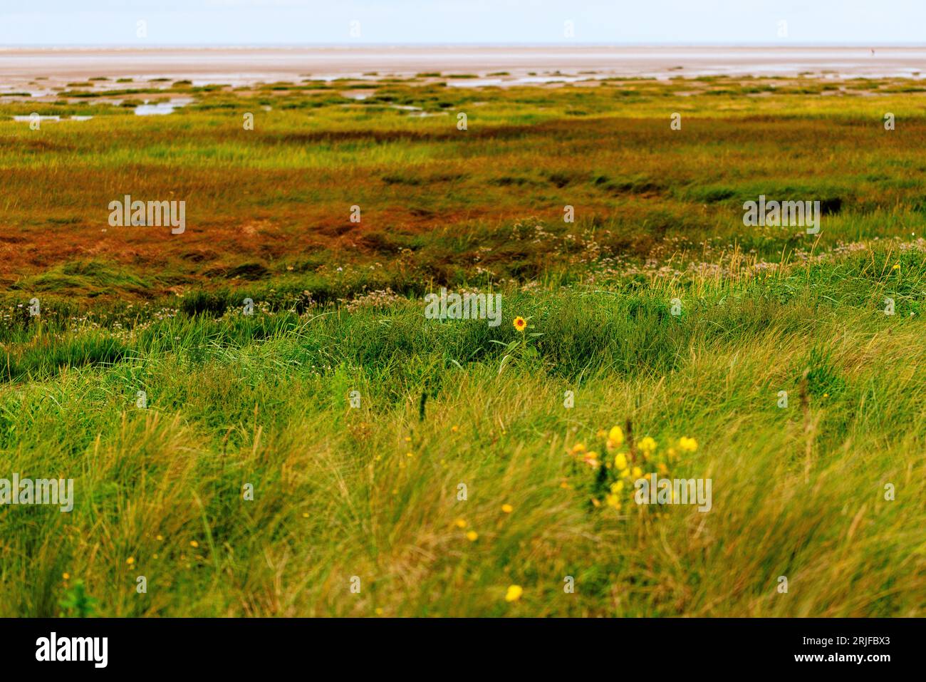 a solitary sunflower blooms in the low grassy sand dunes on st annes ...