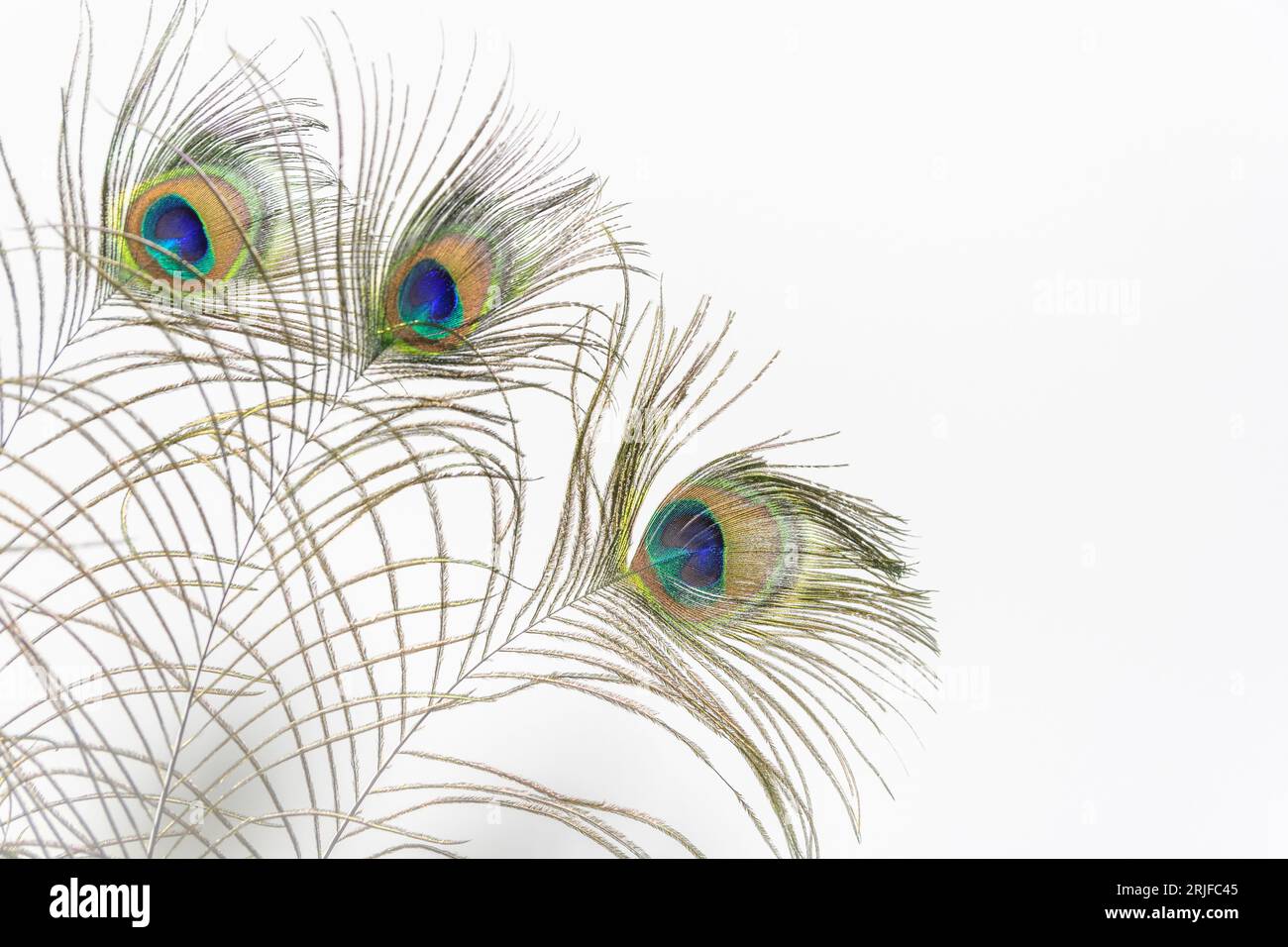 Feathers from a peacock, isolated on a white backdrop. text area Stock ...