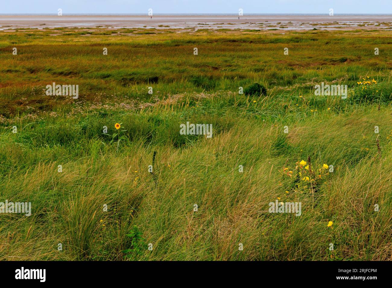 a solitary sunflower blooms in the low grassy sand dunes on st annes ...