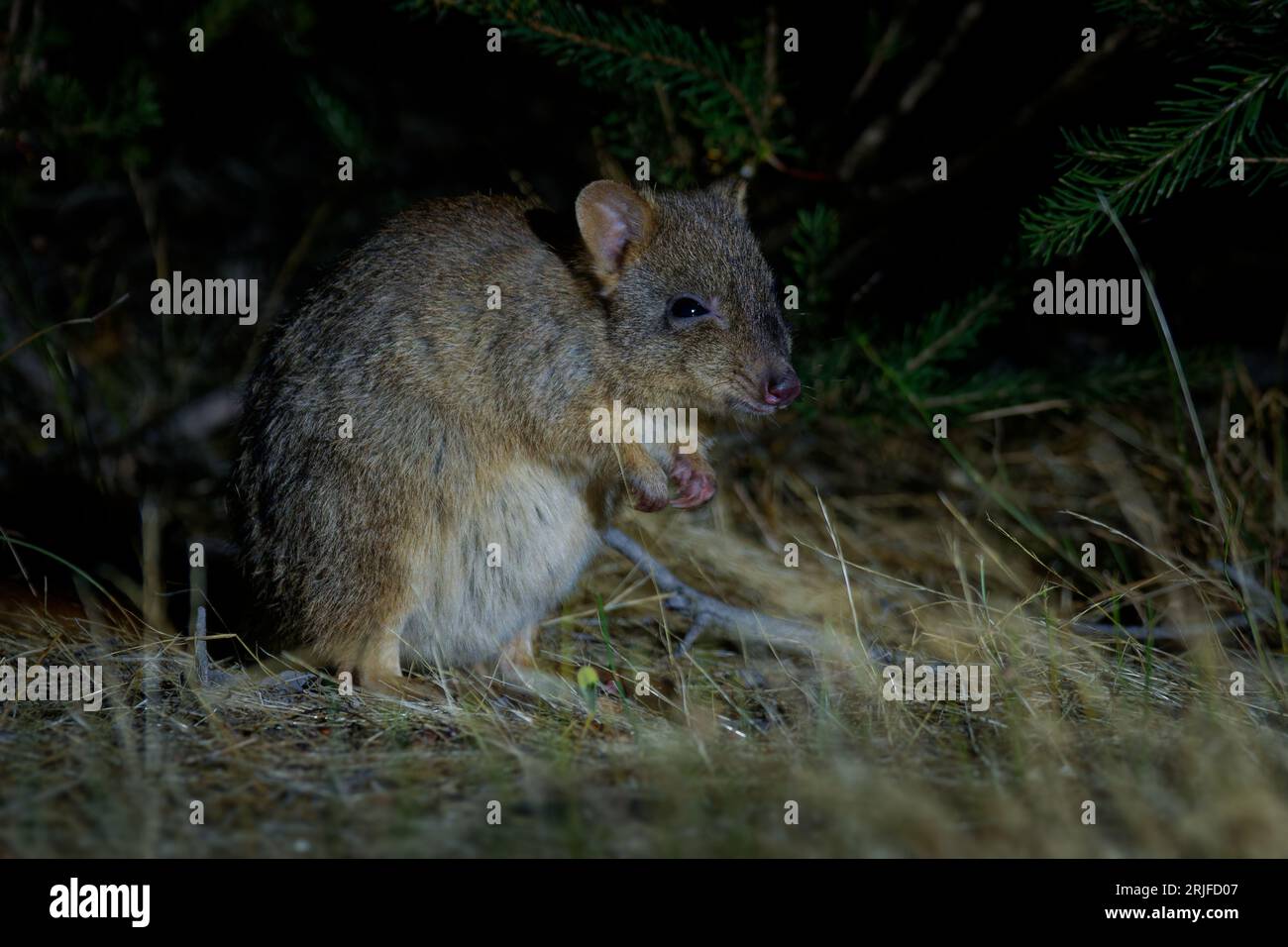 Bush tailed marsupial rat hi-res stock photography and images - Alamy