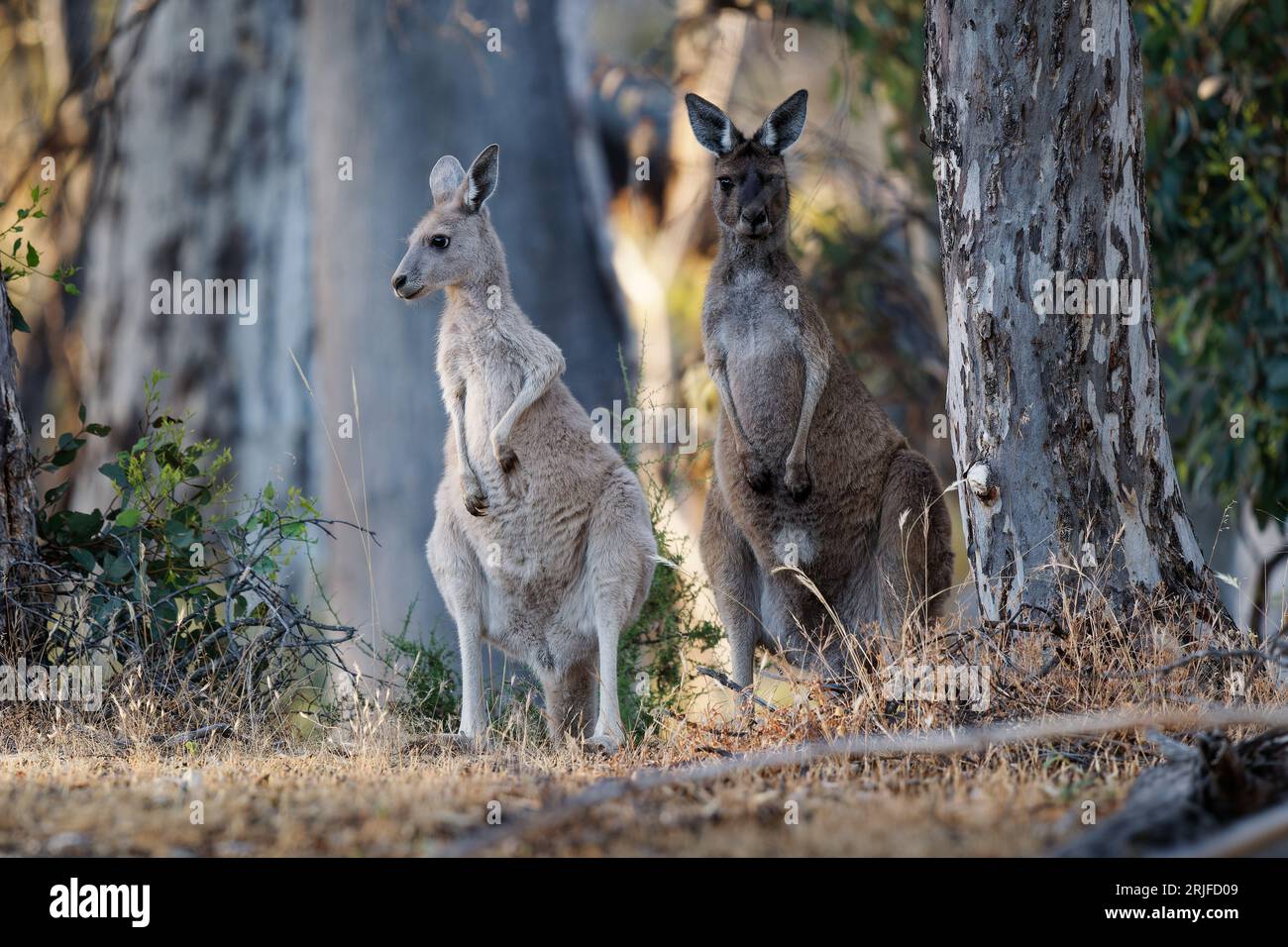 Black faced kangaroo hi-res stock photography and images - Alamy