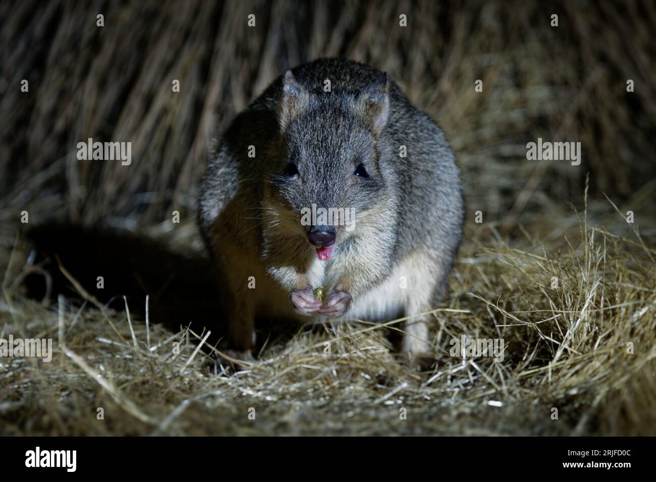 Woylie or Brush-tailed bettong - Bettongia penicillata small critically ...