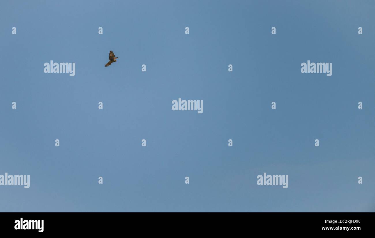 Falcon raptor bird with blue sky background in hot summer blue sky ...