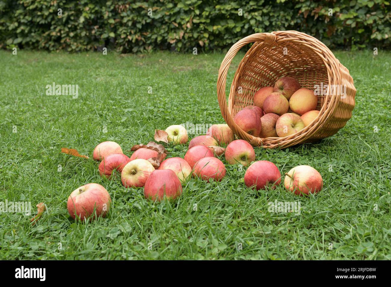 Green grass and ripe apples. A fallen basket. still life Stock Photo ...