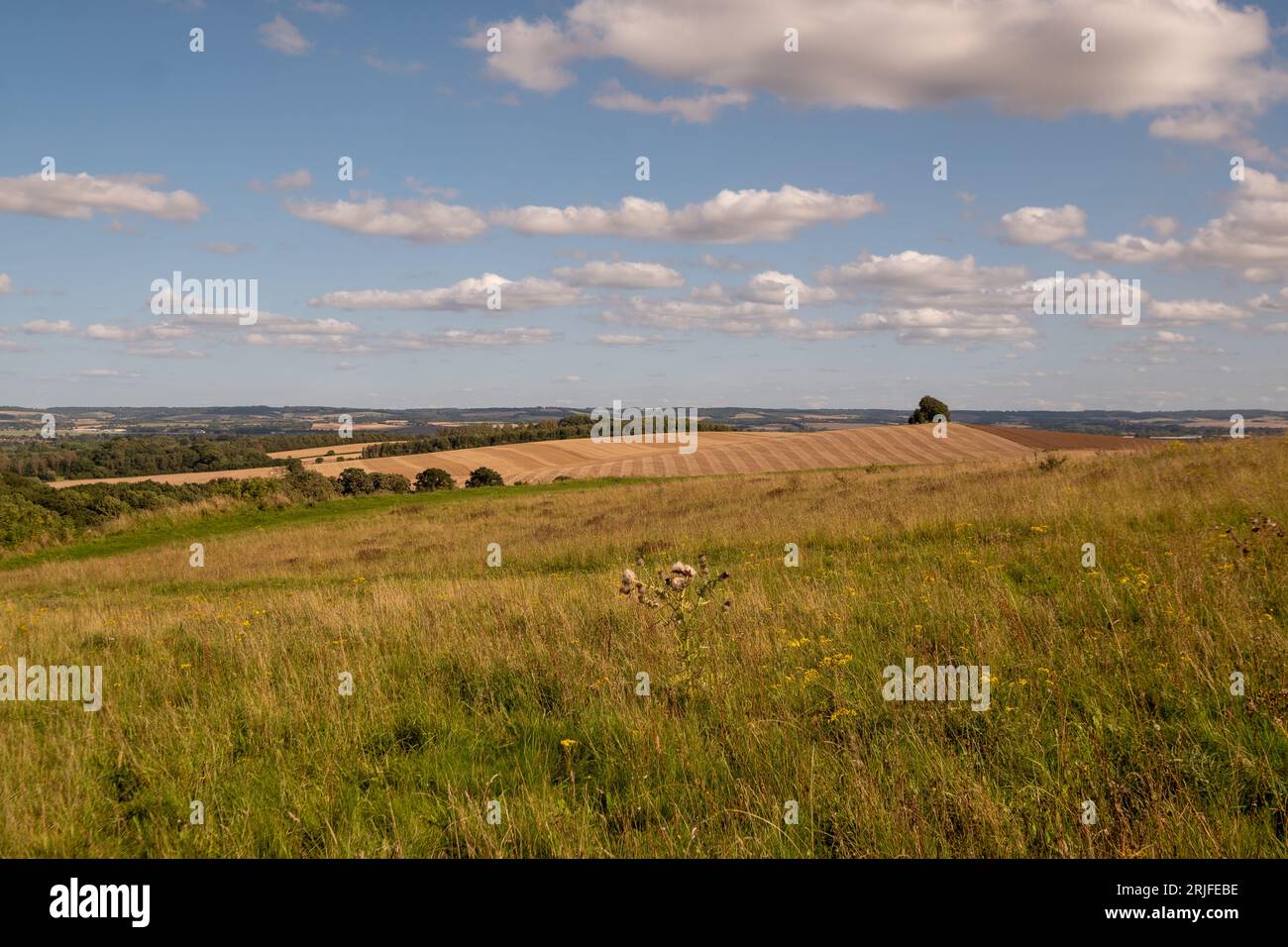 Wittenham Clumps, Oxfordshire Stock Photo - Alamy