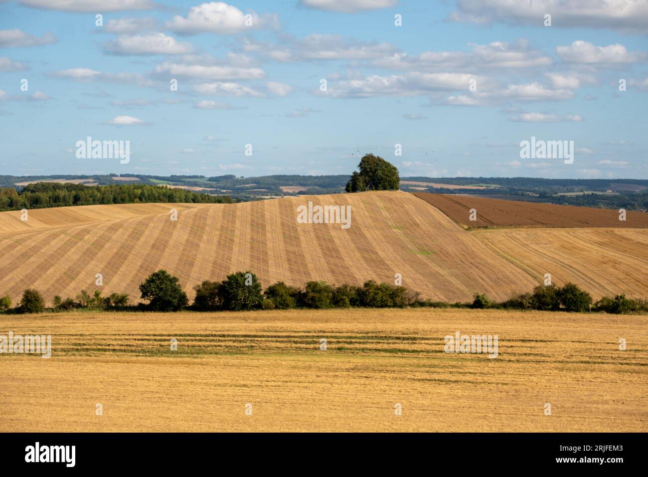 Wittenham Clumps, Oxfordshire Stock Photo - Alamy