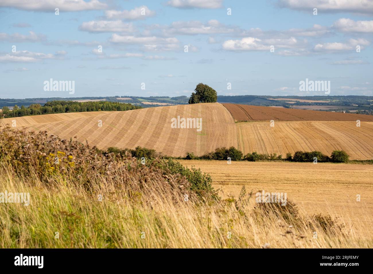 Wittenham Clumps, Oxfordshire Stock Photo - Alamy