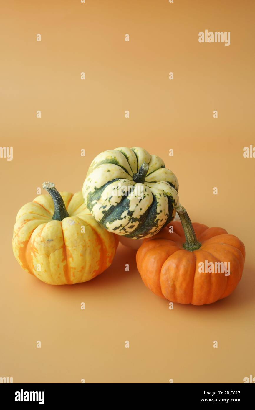 Different types of mini pumpkins color background Stock Photo - Alamy