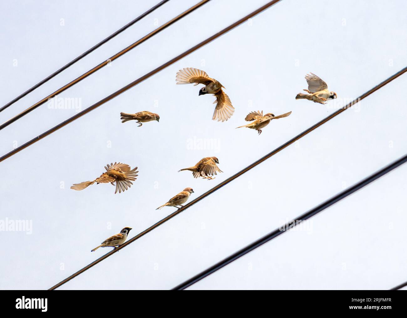 A flock of sparrows flies around electric cables Stock Photo - Alamy