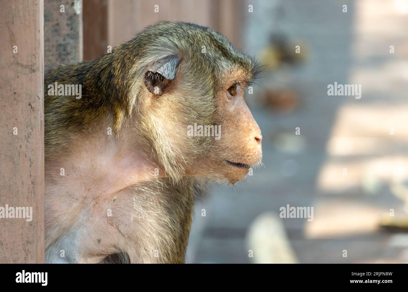 A macaque peeks out from behind a row of planks Stock Photo - Alamy