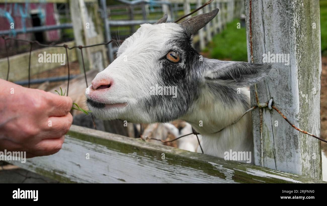 Goat eating grass not field hi-res stock photography and images - Alamy