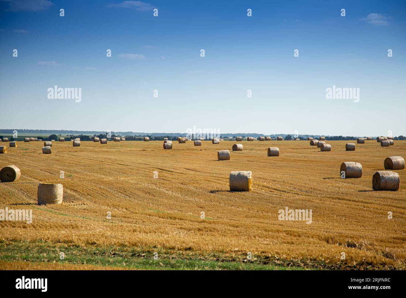 Wheat bales in a clean field after harvest. Rural landscape Stock Photo ...