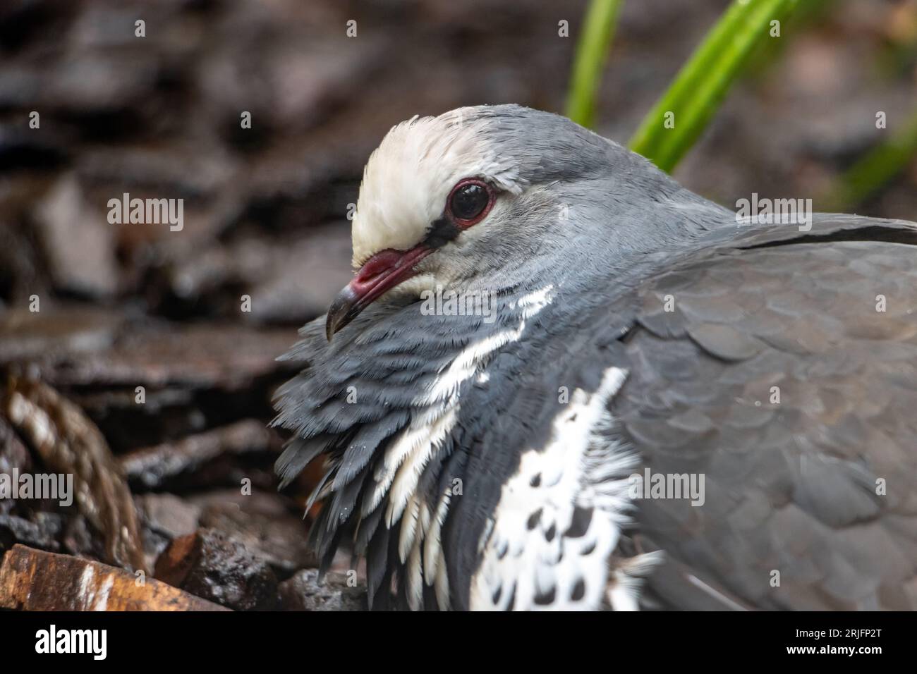 Wonga pigeon australia hi-res stock photography and images - Alamy