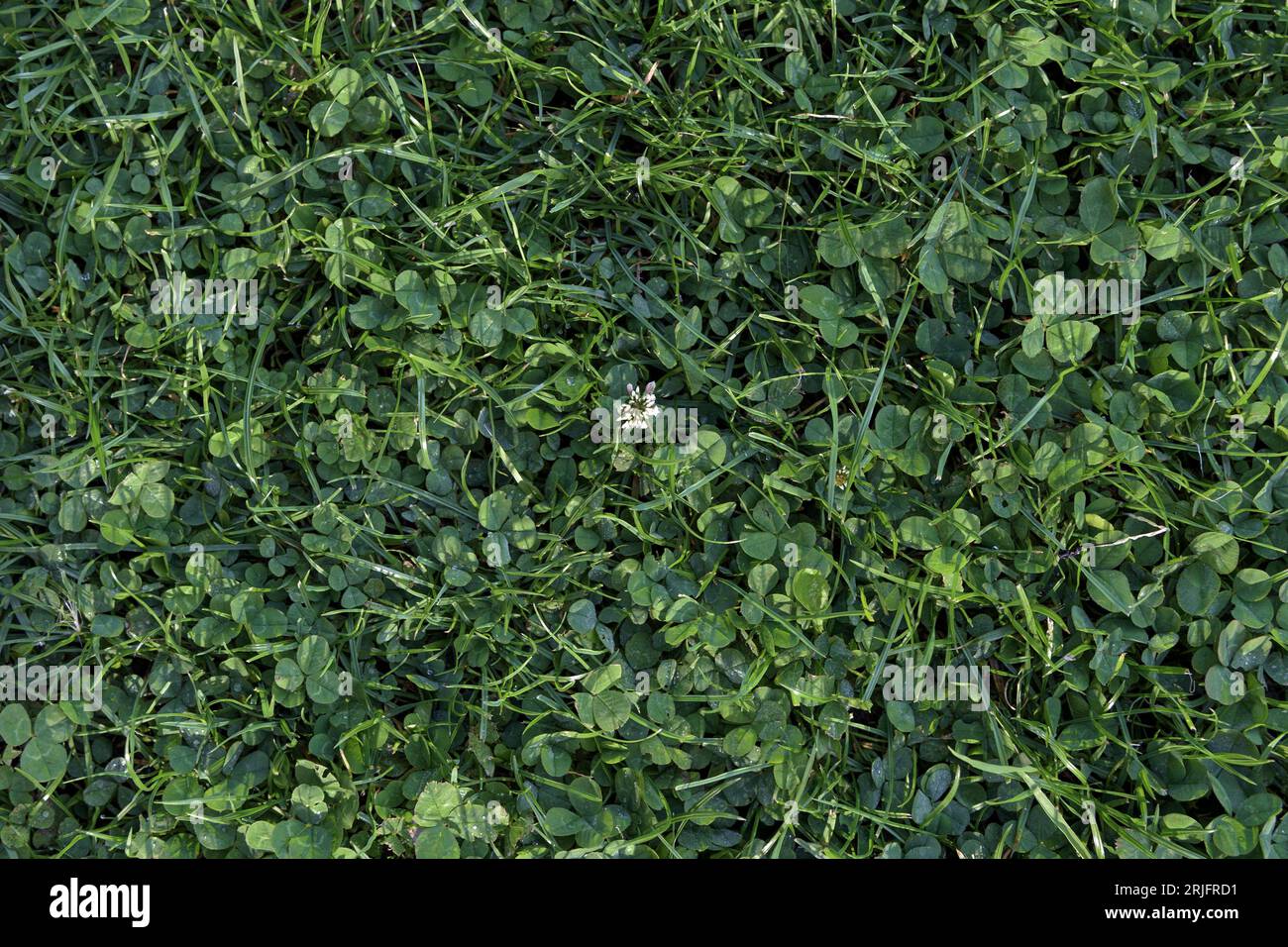 Flat grass texture hi-res stock photography and images - Alamy