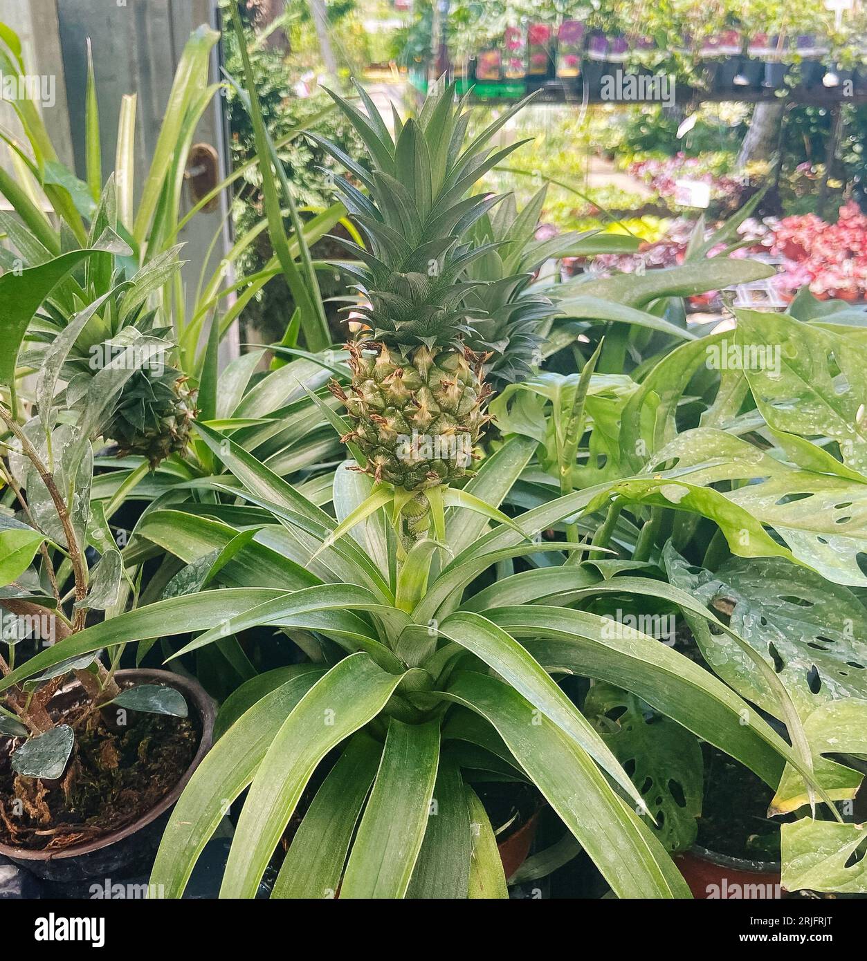 Pineapple plant in pot in garden with Ananas Stock Photo - Alamy