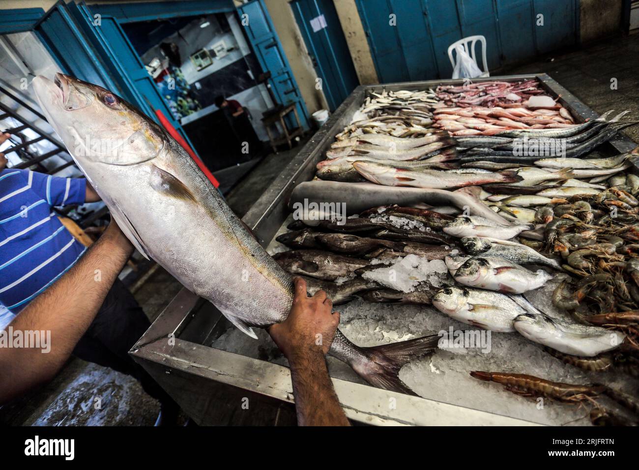 Gaza City, Palestine. 22nd Aug, 2023. Fish in the central fish market ...
