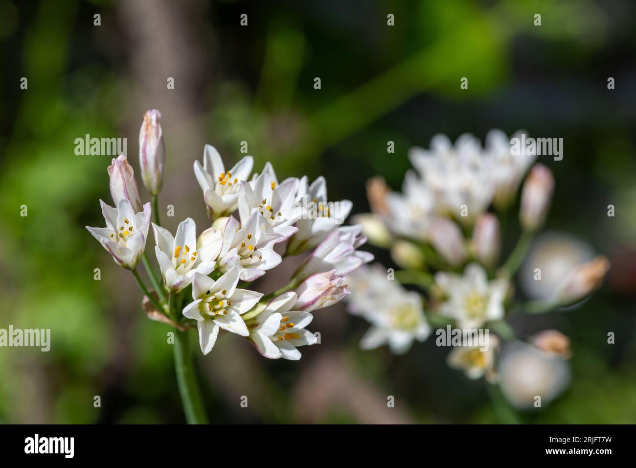 False garlic flowers hi-res stock photography and images - Alamy