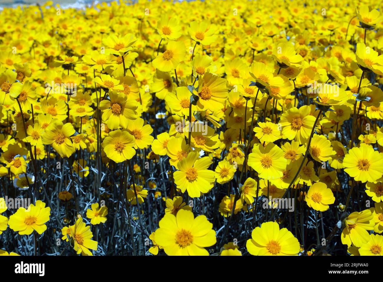California Super Bloom Up Close Stock Photo - Alamy
