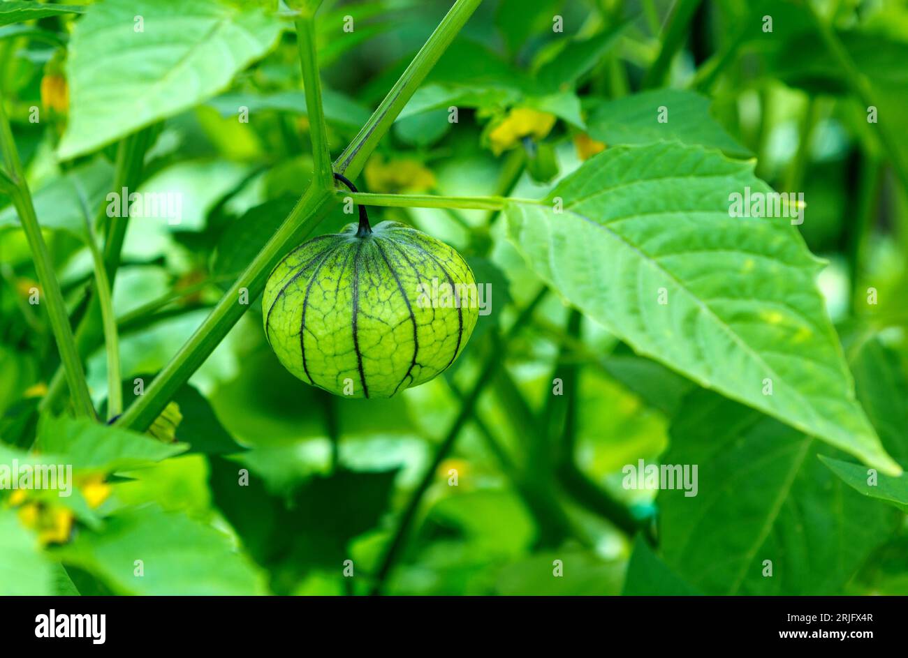 Cape gooseberry,ground cherry,Physalis fruit on the plant in garden ...