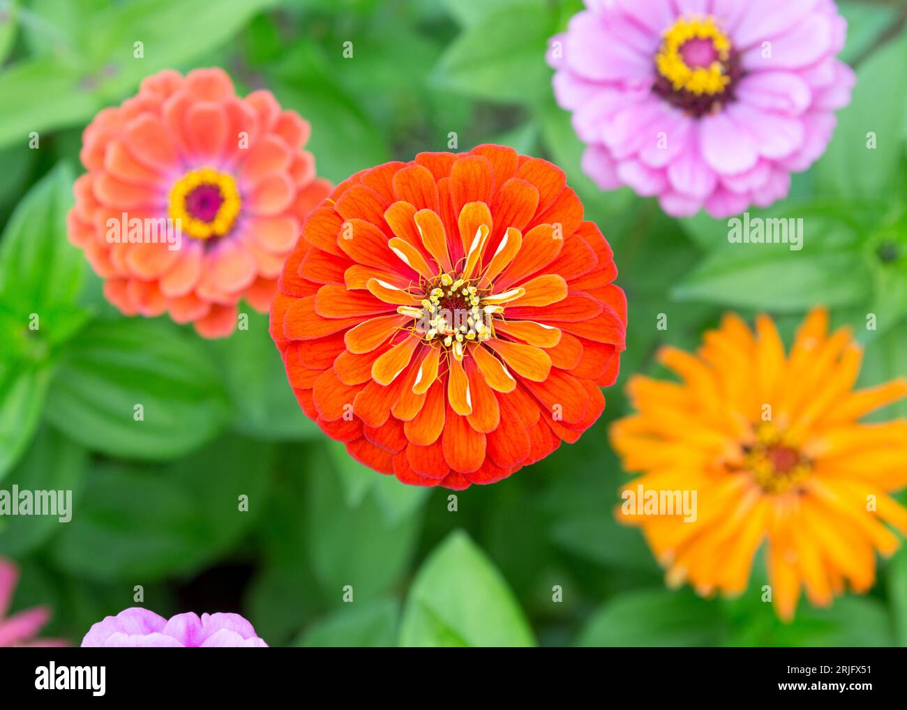 Flowers zinnia elegans. Color nature background. Flower texture Stock ...