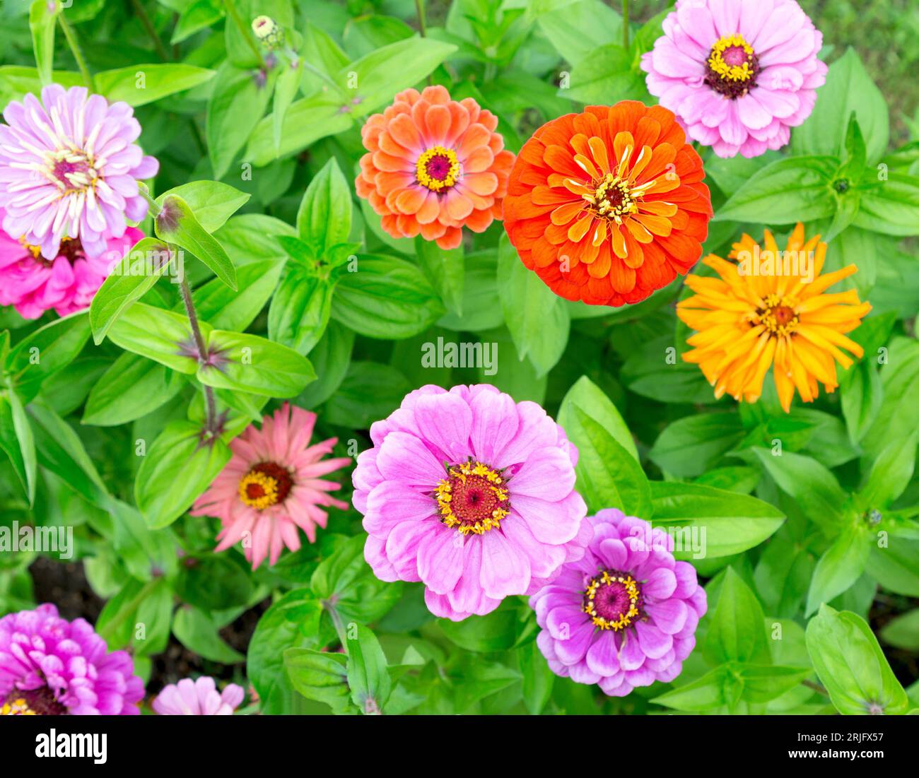 Zinnia texture hi-res stock photography and images - Alamy