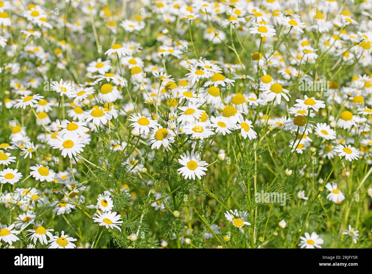 False chamomile hi-res stock photography and images - Alamy