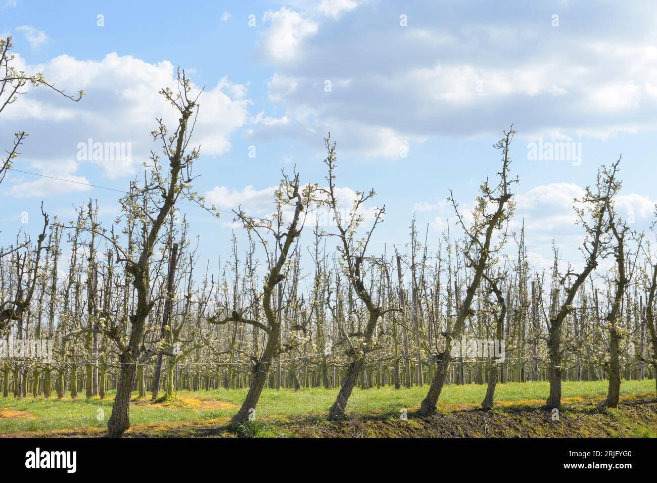 Pear trees blooming in the spring. Pear trees in bloom create a ...
