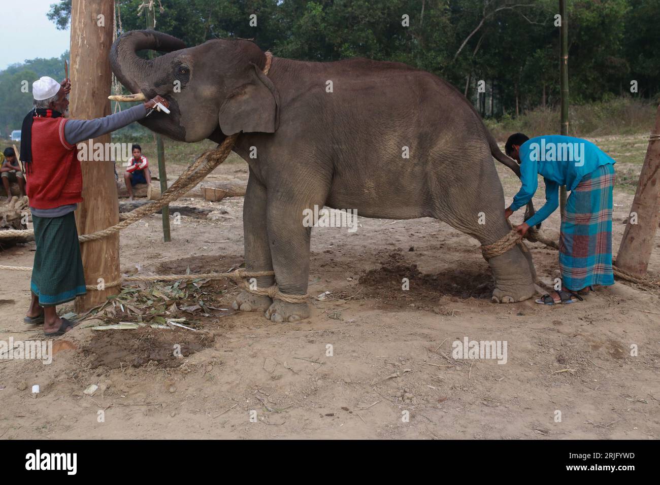 An elephant tied up with rope during a training period in Moulvibazar ...