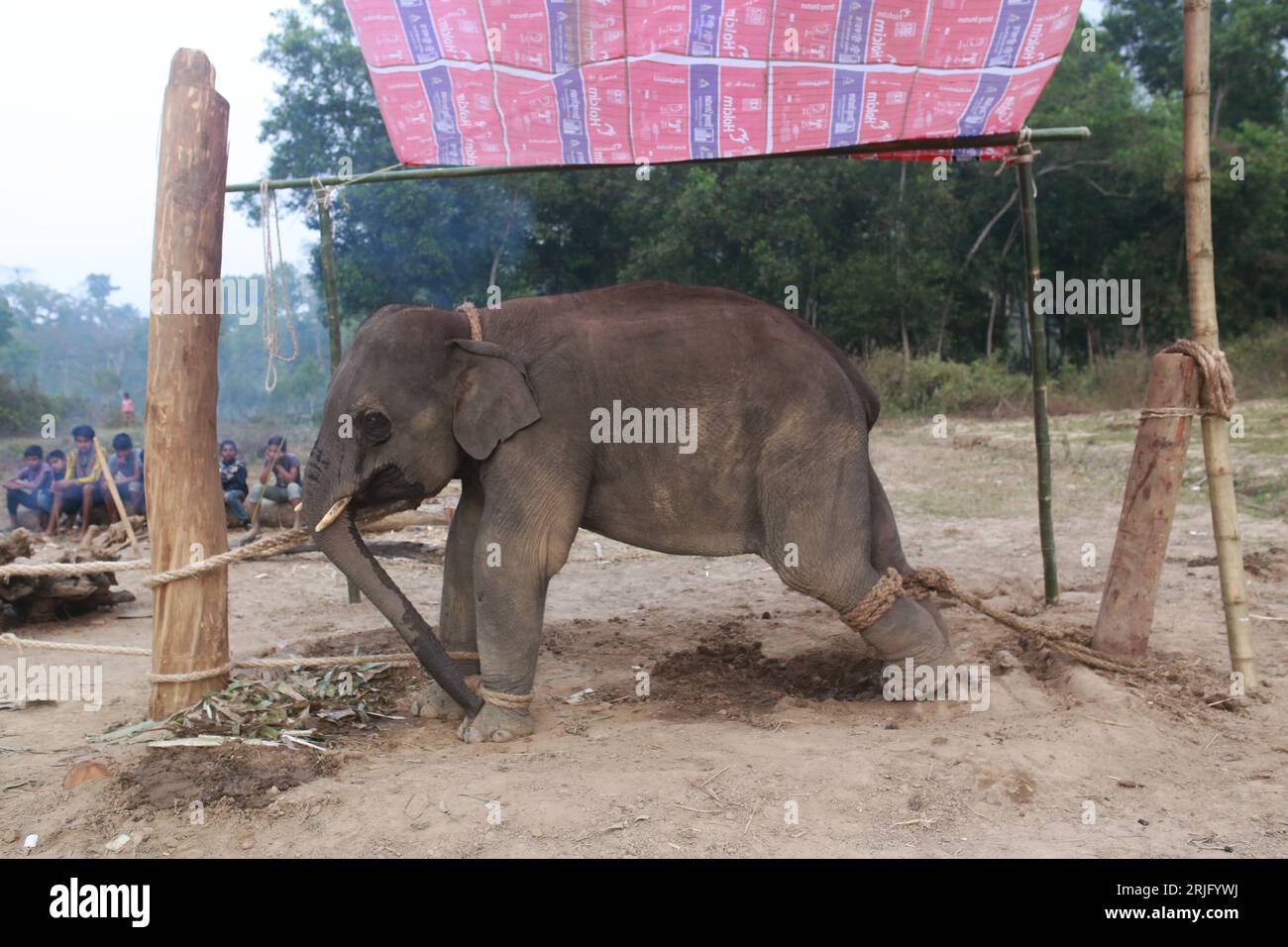 An elephant tied up with rope during a training period in Moulvibazar ...