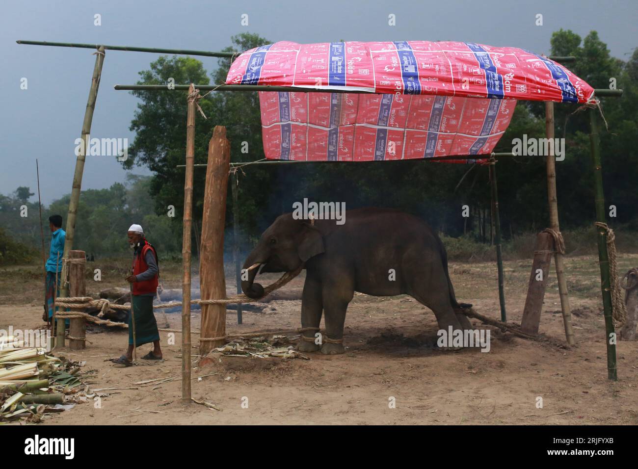 An elephant tied up with rope during a training period in Moulvibazar ...