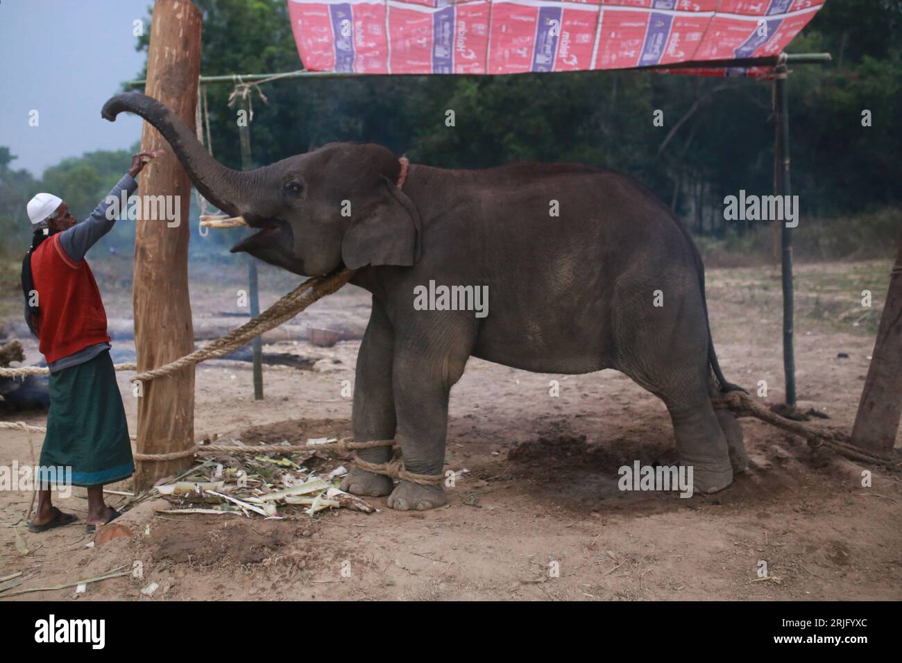 An elephant tied up with rope during a training period in Moulvibazar ...