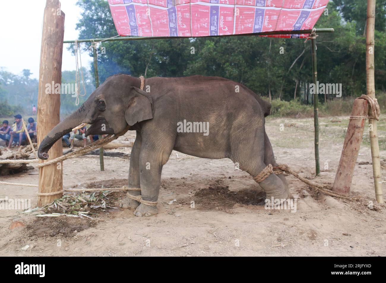 An elephant tied up with rope during a training period in Moulvibazar ...