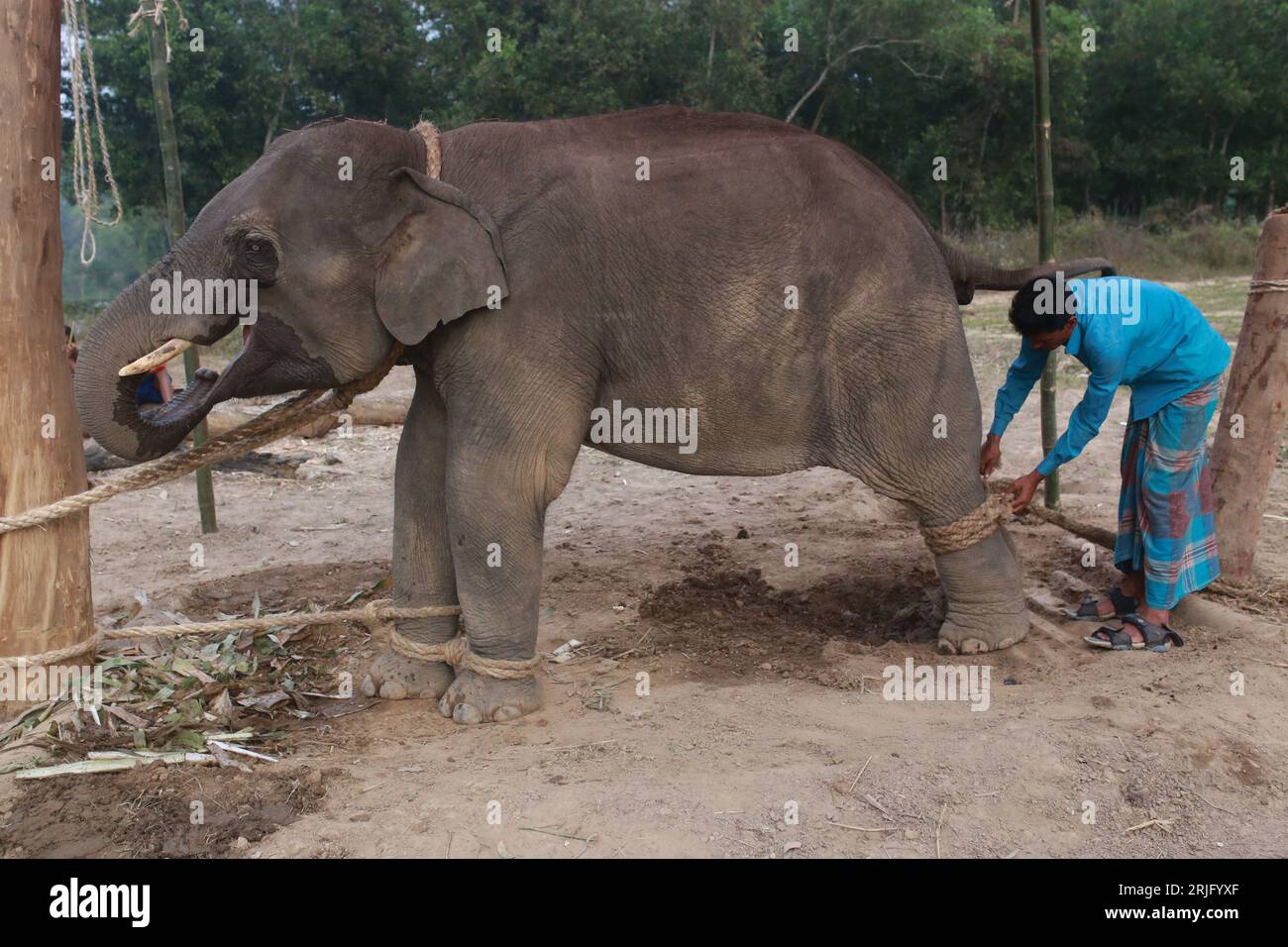 An elephant tied up with rope during a training period in Moulvibazar ...
