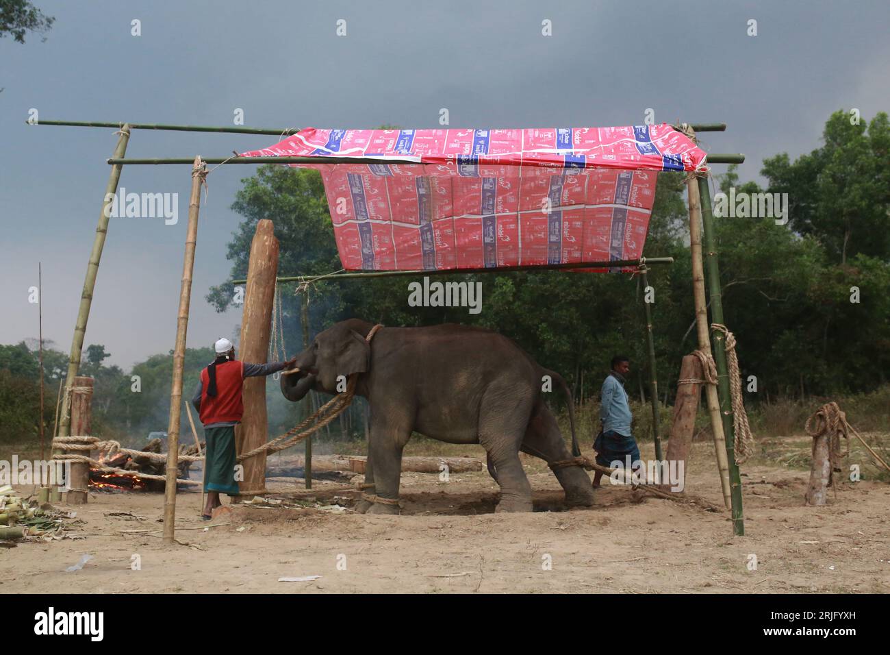 An elephant tied up with rope during a training period in Moulvibazar ...