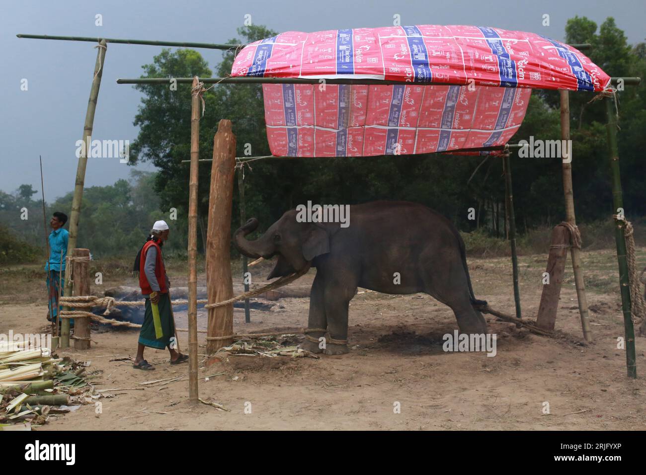 An elephant tied up with rope during a training period in Moulvibazar ...