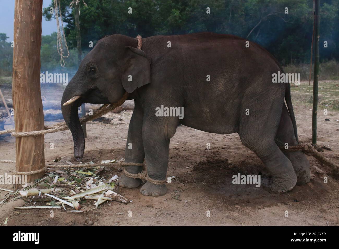 An elephant tied up with rope during a training period in Moulvibazar ...