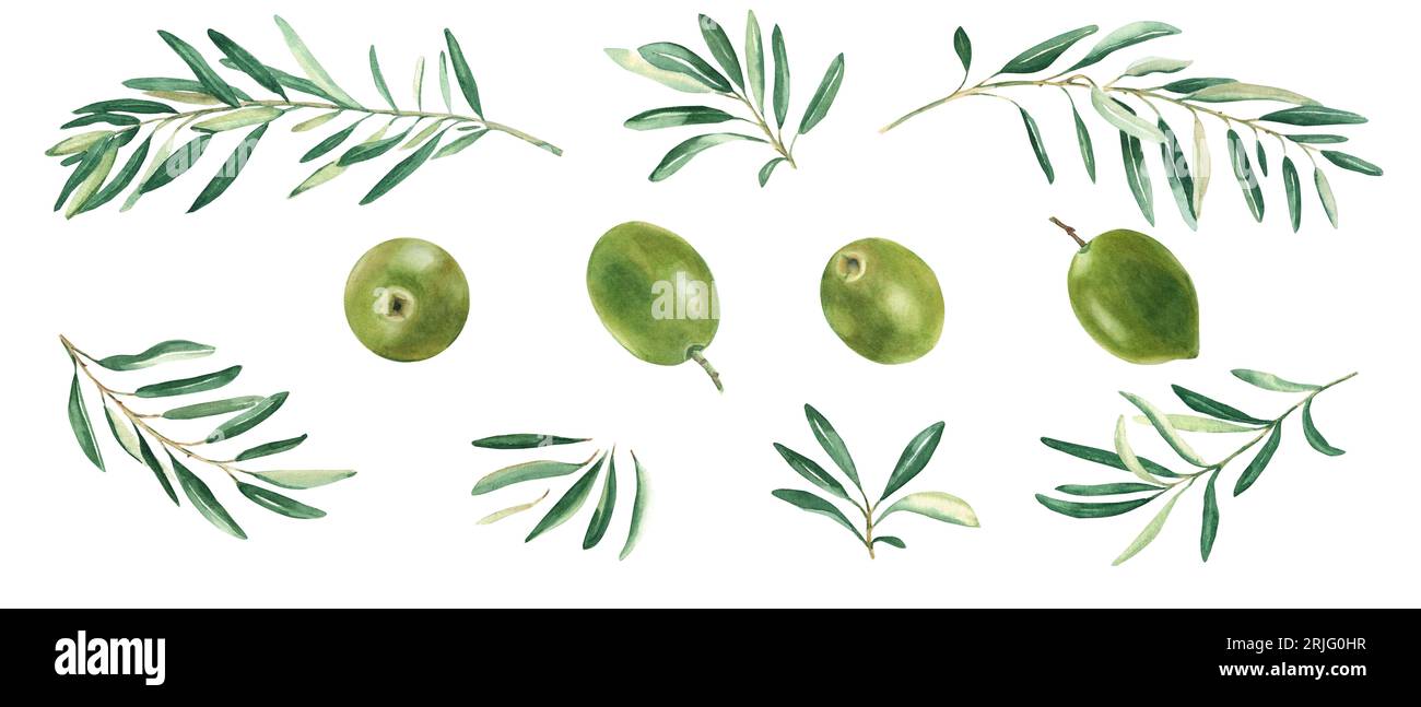 Olive branches and green olives set isolated on white background ...