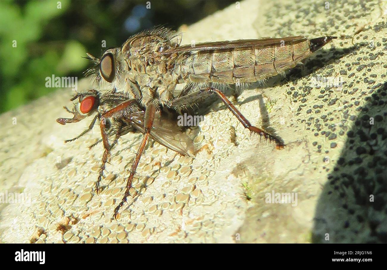 ROBBER FLY with victim. Photo: Tony Gale Stock Photo - Alamy