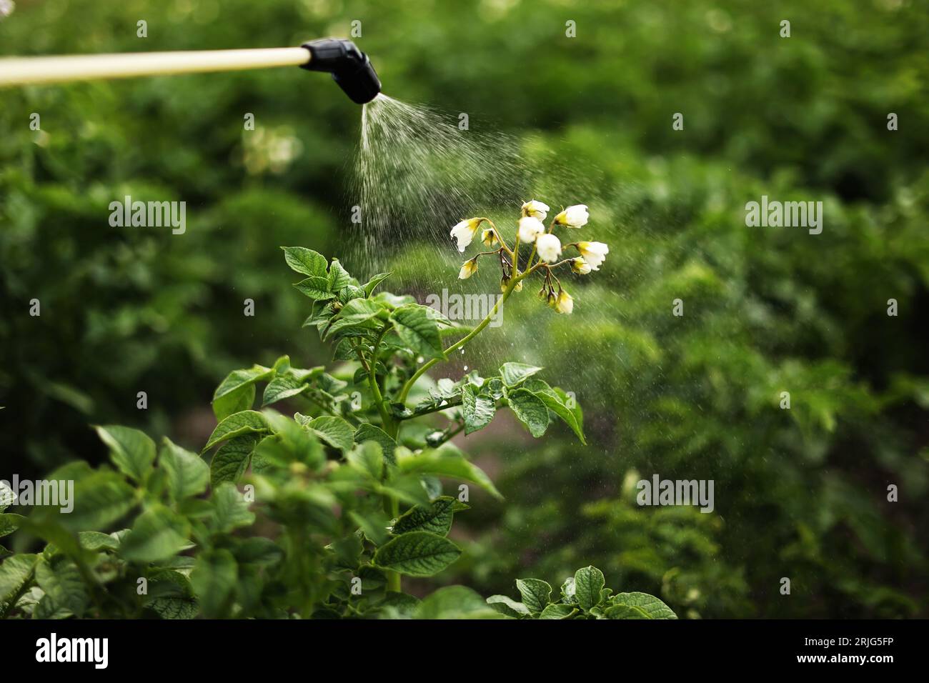 Spraying blooming potatoes plantation with pesticides by the ...
