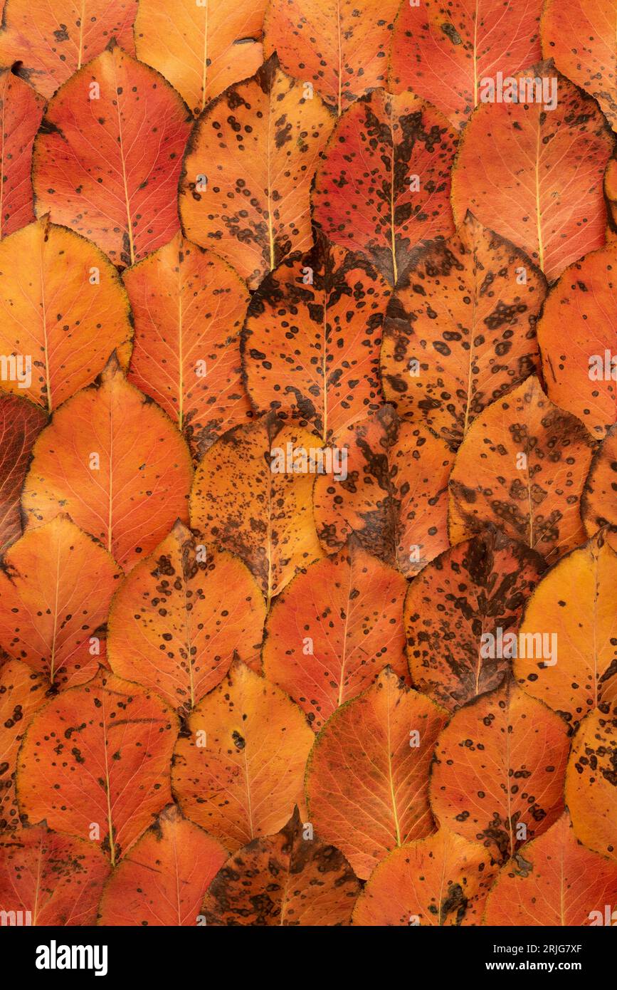 Fall leaves texture hi-res stock photography and images - Alamy