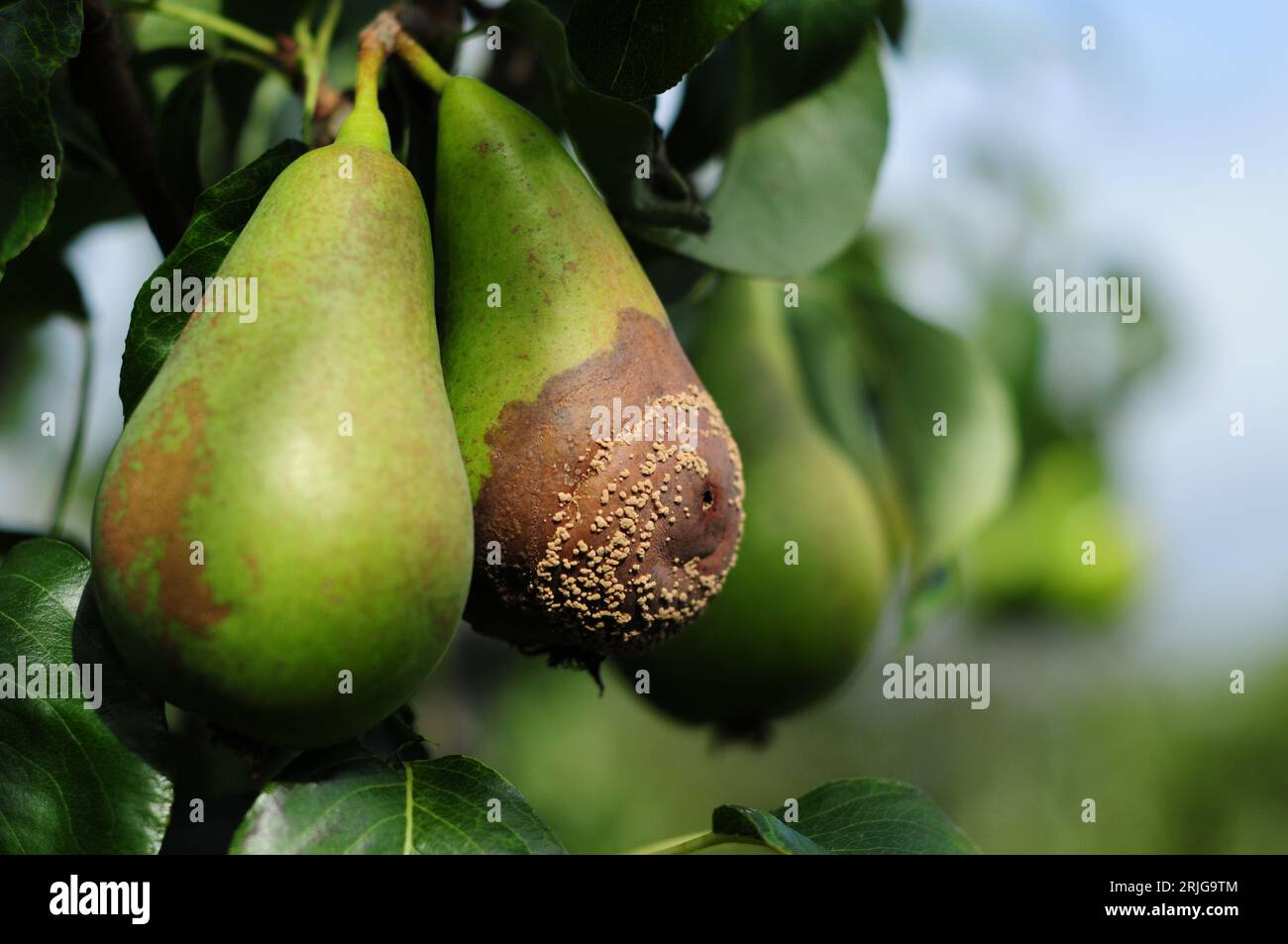 Rotten pear hi-res stock photography and images - Alamy