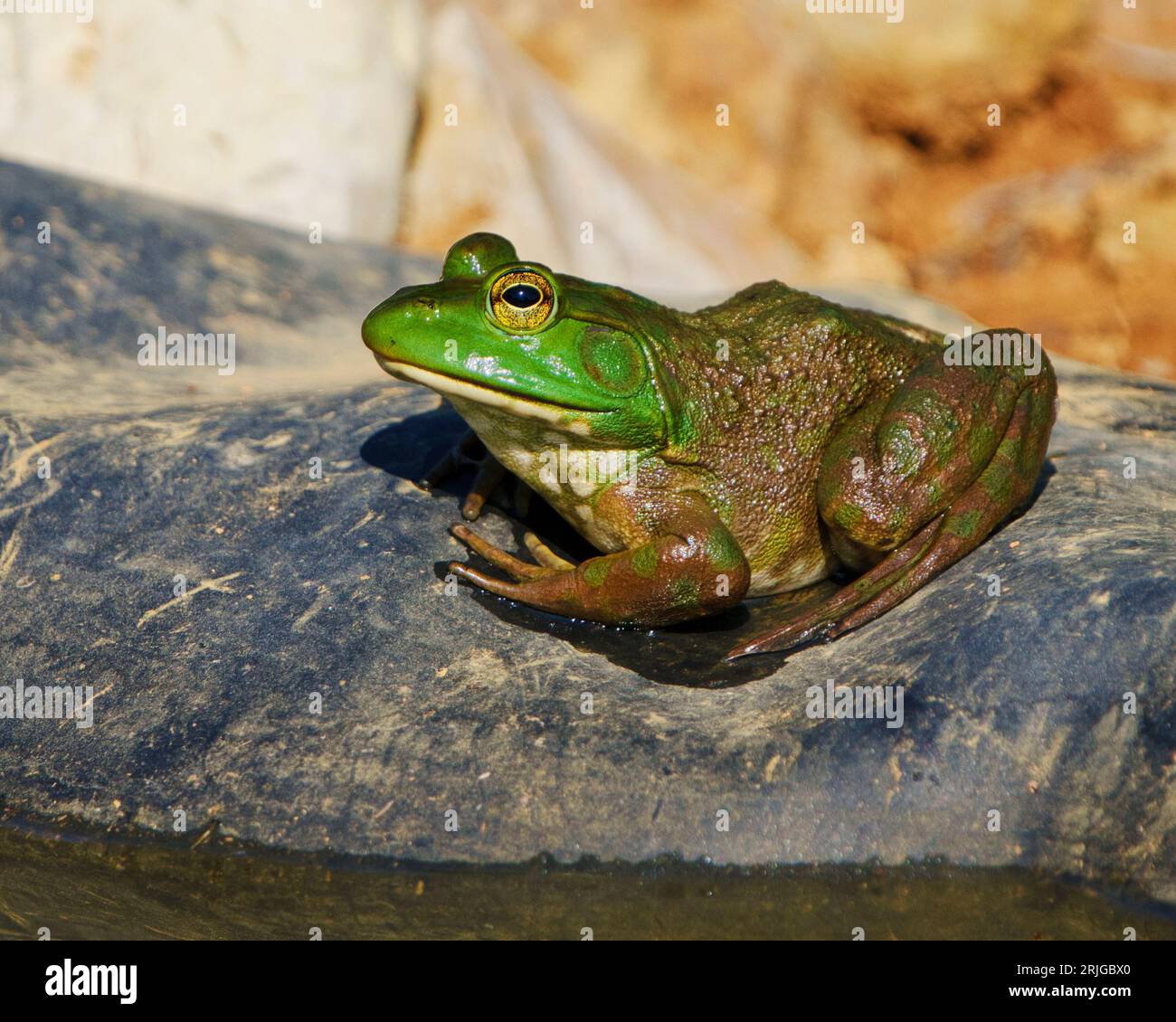 An American Bullfrog perched atop a smooth gray rock Stock Photo - Alamy
