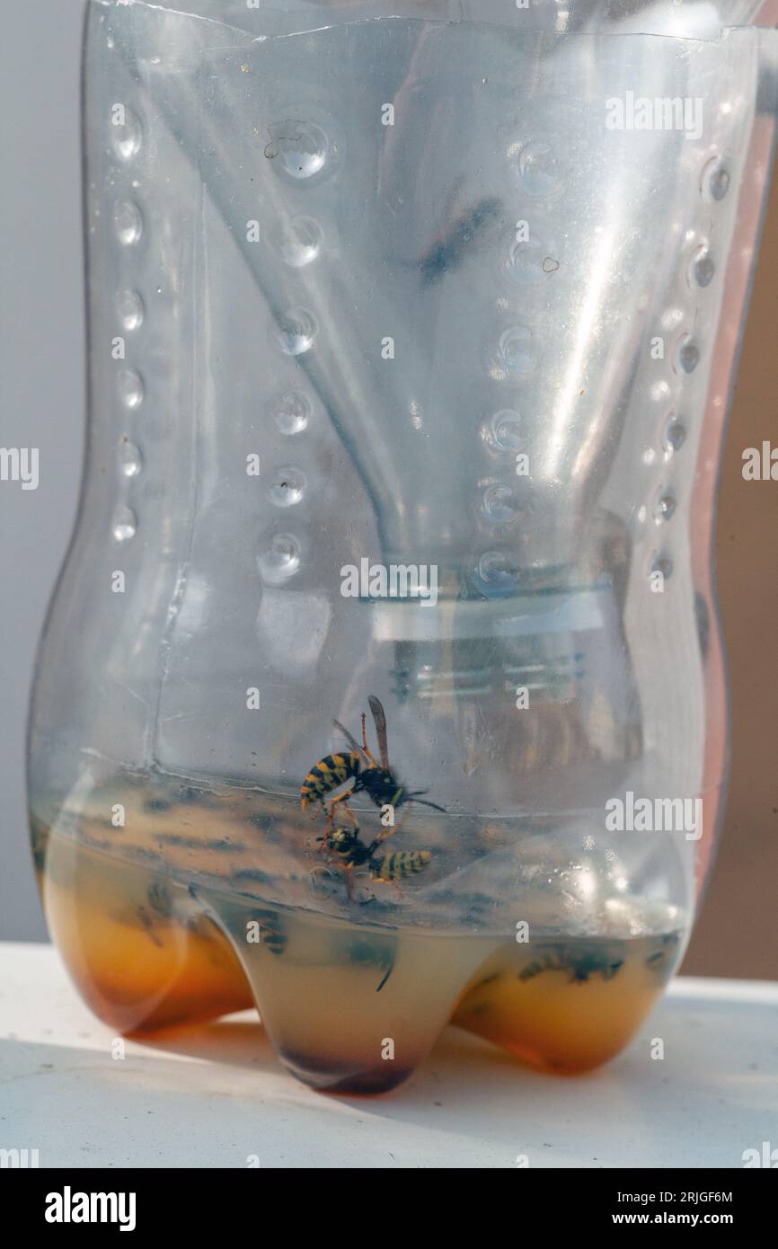 Empty plastic bottles converted into wasp traps Stock Photo - Alamy