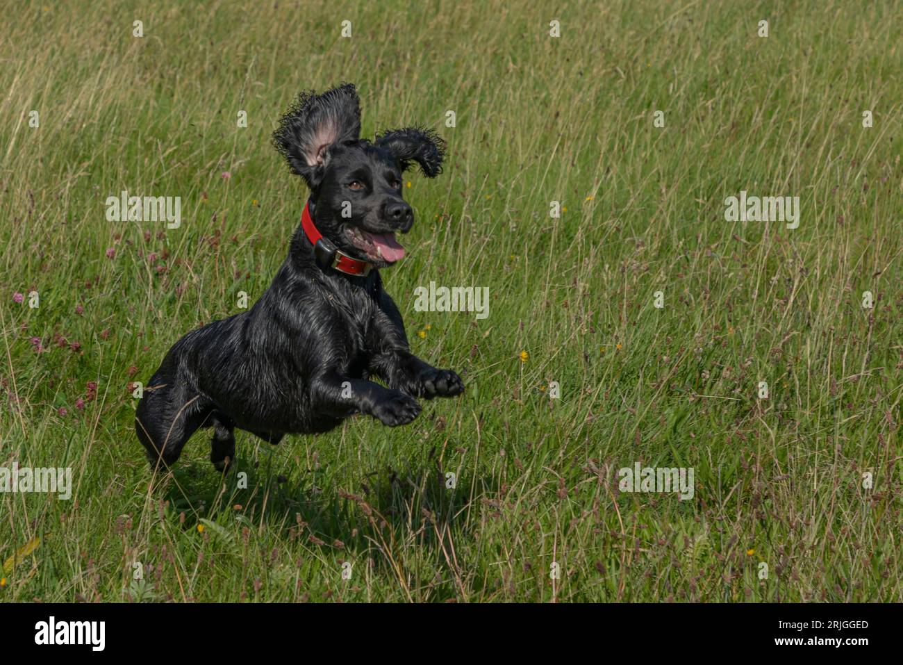 Black working cocker spaniel jumping and springing in the grass Stock ...